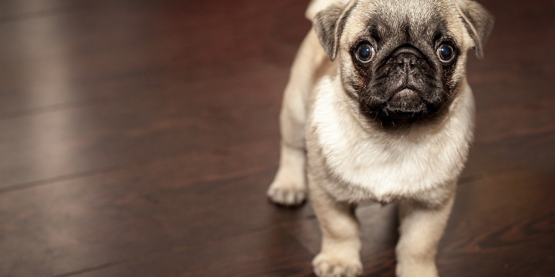 ID ES PR NOMS EN S ANN E 2021 POUR CHIEN CHIENNE ET CHIOT Parlez