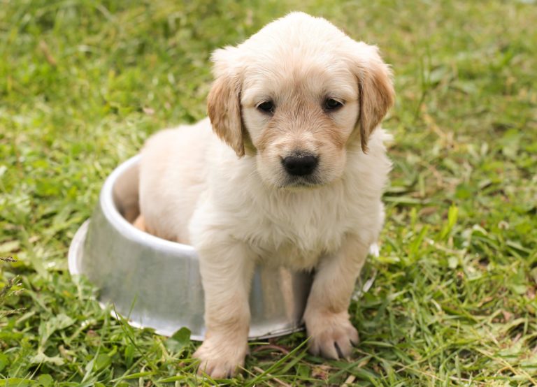 Nom De Chien En U En 2023 Id es De Pr noms Parlez Vous Chien